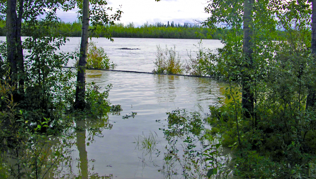 How Long Can Trees & Palms Survive Flooding & Heavy Winds Before Injury ...